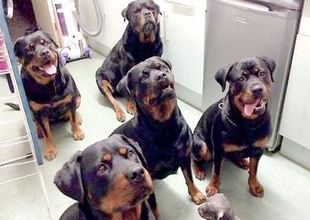 Família de rottweilers salva idosa de 80 anos | Só Notícia Boa