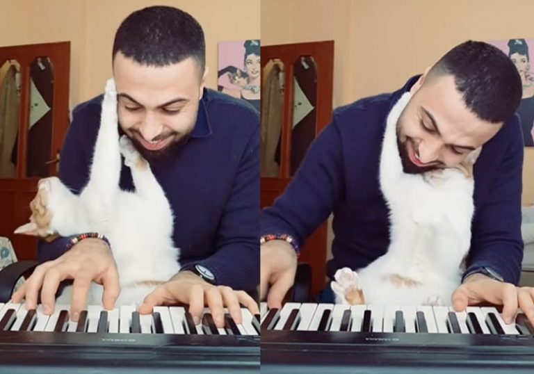 Encantador de gatos toca piano pra eles e se livra da depressão: vídeo ...