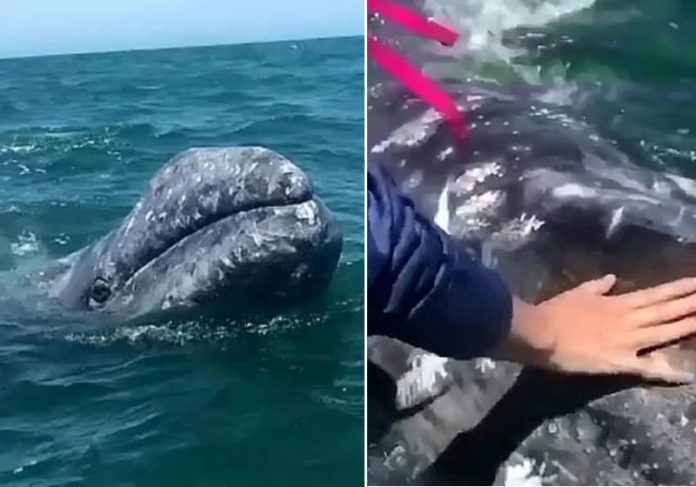 Mulher faz carinho em filhote de baleia em alto mar. Vídeo | Só Notícia Boa