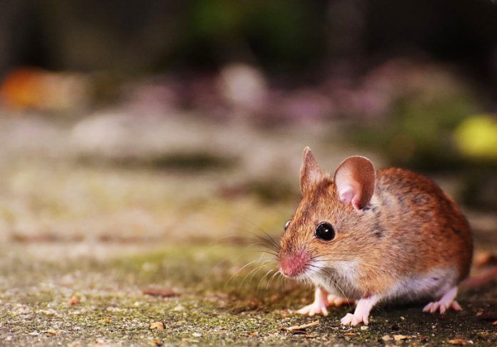 Cientistas fazem ratos cegos voltarem a enxergar: nova técnica - Só ...