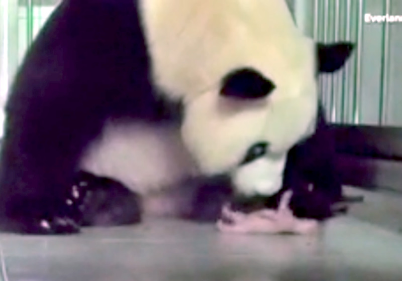 Bebê panda recém-nascido brinca pela 1ª vez com a mãe. Assista - Só ...
