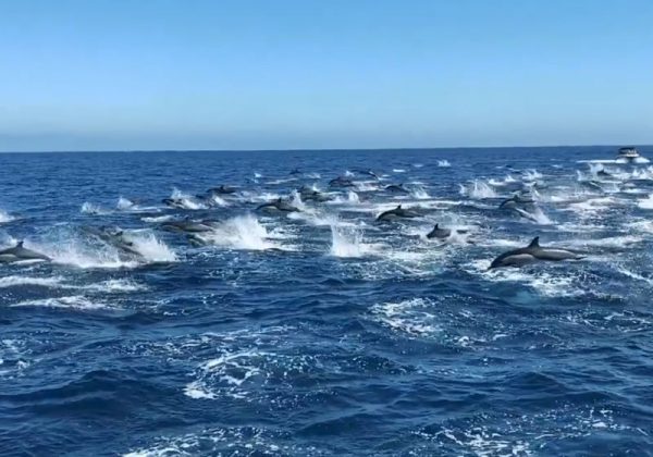 300 golfinhos nadam em alta velocidade com acrobacias no ar. Vídeo | Só ...