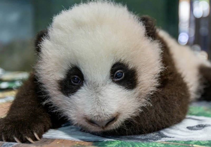 Bebê panda recém-nascido precisa de um nome e Zoo faz votação | Só ...