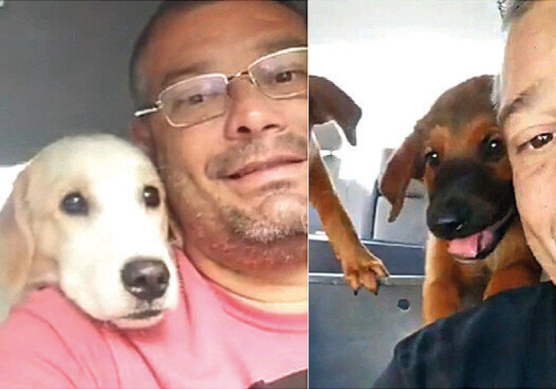 Taxi Dog faz vídeos fofos ao lado dos passageiros caninos e viraliza ...