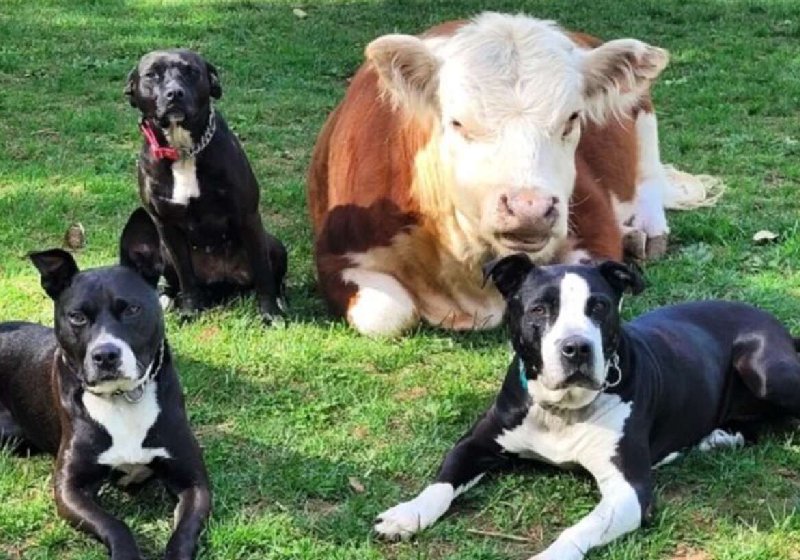 Cachorros adotam mini boi rejeitado pelo rebanho e viram uma família ...