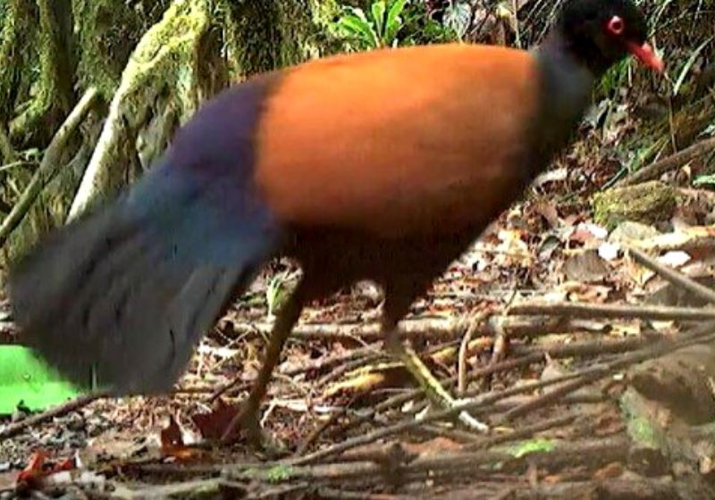 Pássaro declarado extinto há 1 século é achado na Oceania: ‘Como ...