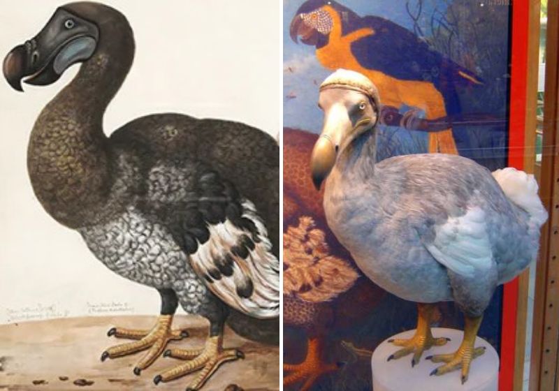 Pássaro dodô, extinto no séc. 17, poderá ser ressuscitado por ...