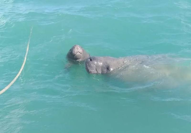 Nasce primeiro filhote de peixe-boi introduzido no litoral da Paraíba ...