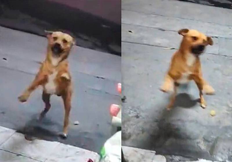 Cão caramelo abandonado pula de alegria ao ser alimentado por ...