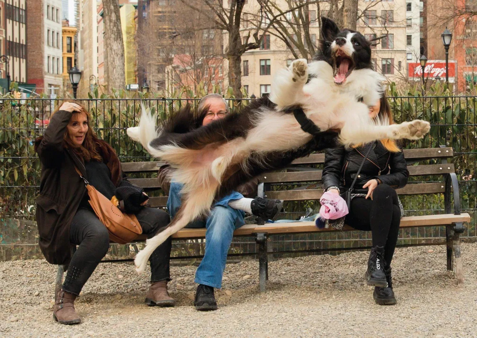 Brasileira de 13 anos vence concurso de fotos engraçadas de pets; veja ...